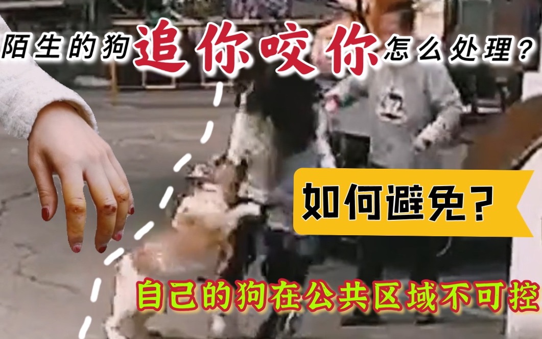 遇到陌生的狗狗咬你追你怎么处理?