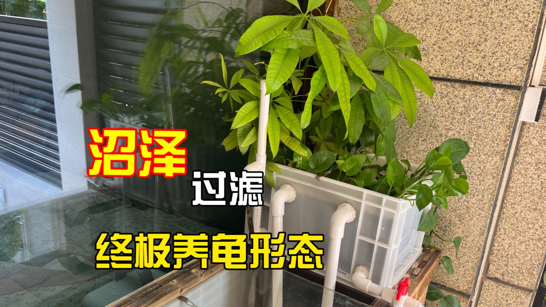 养龟养鱼的终极过滤,沼泽过滤。浅谈一下一年半的维护经验。