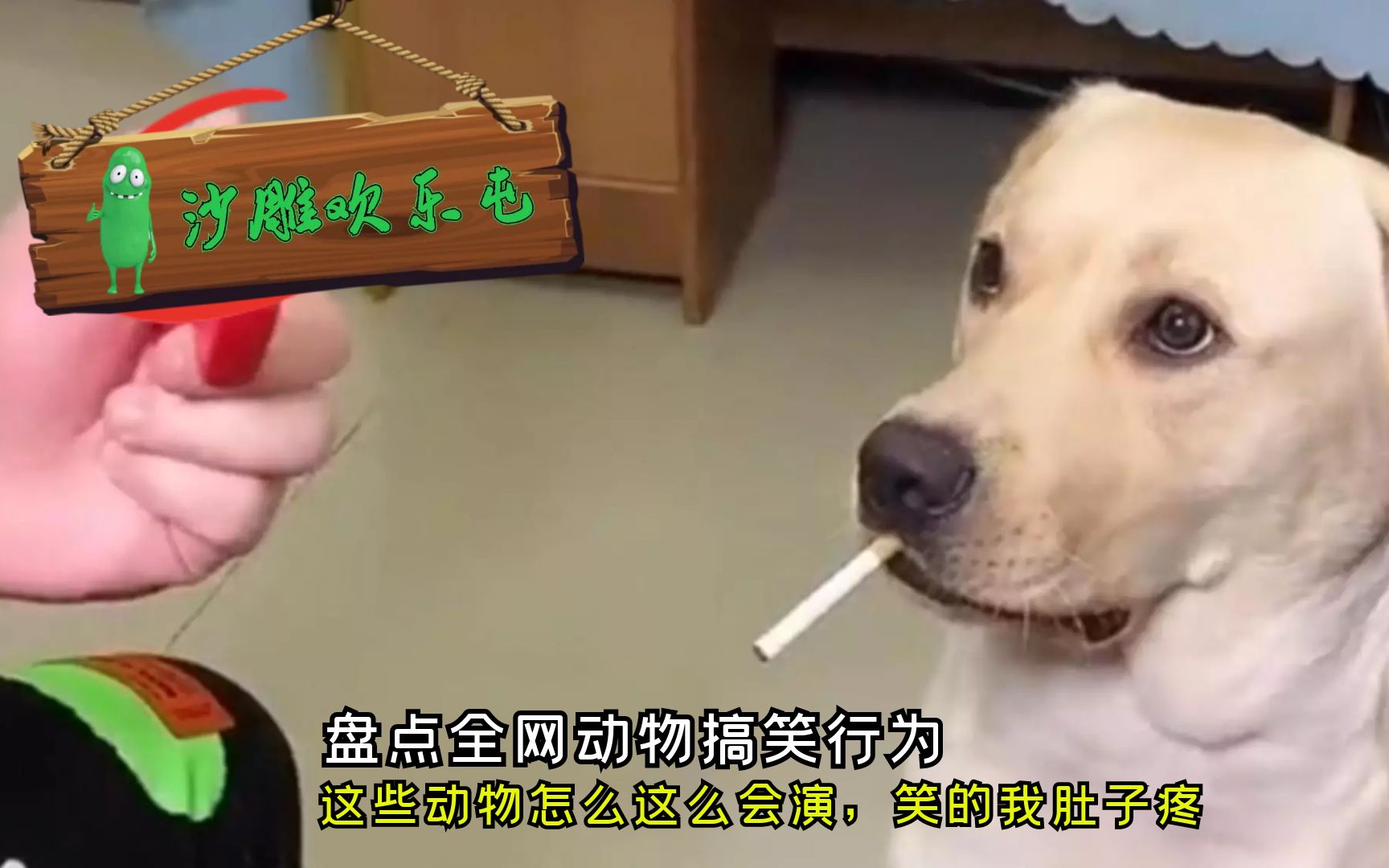 盘点全网动物搞笑行为:这些动物怎么这么会演,笑的我肚子疼。