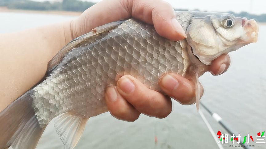 重阳后上午好钓鱼,还是下午好钓鱼,别错过连杆时间段