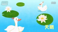 儿童动画片 认识汉字 鸟字旁