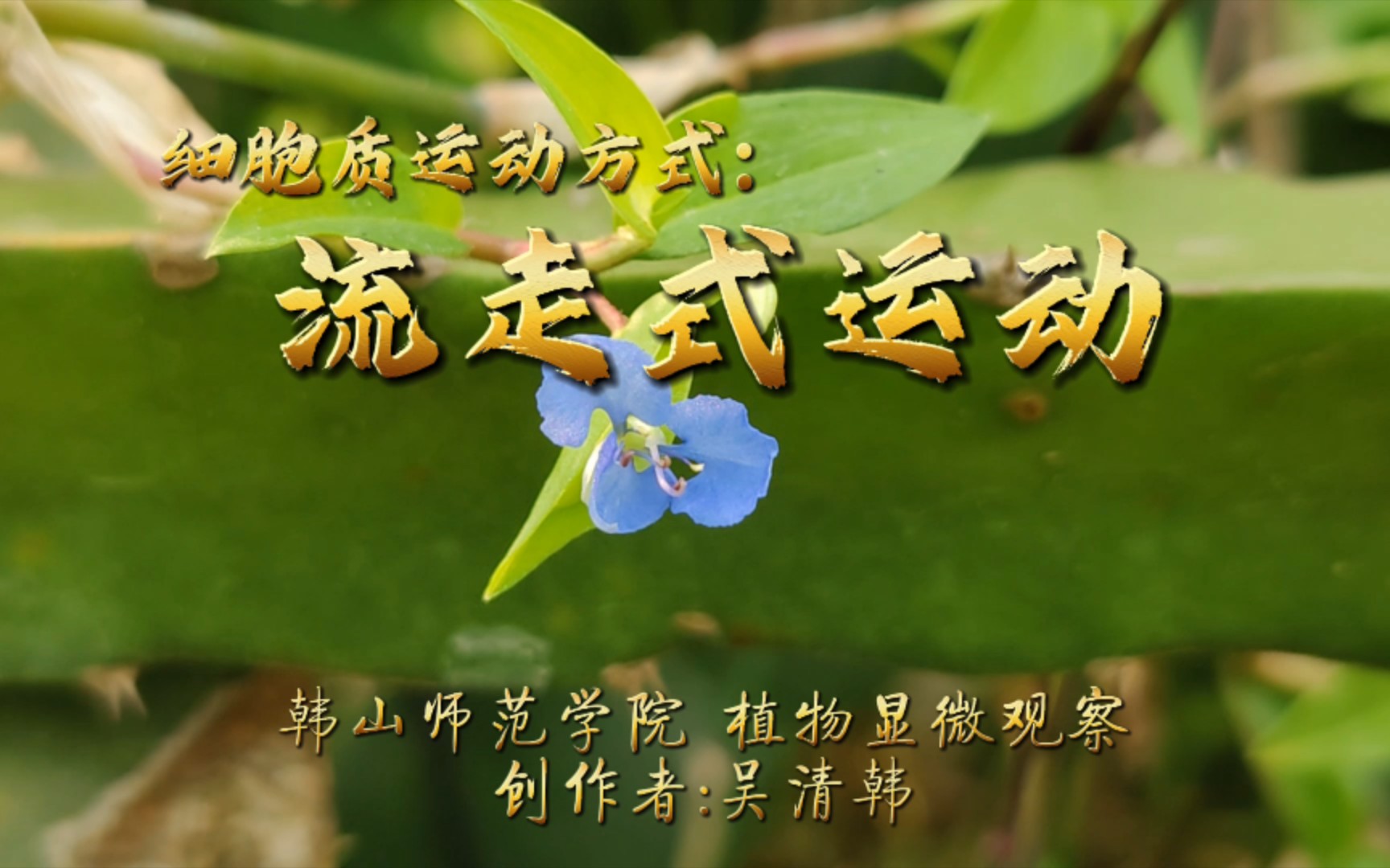 植物细胞细胞质的运动方式之流走式运动
