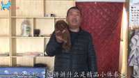 犬舍大叔拿出镇店之宝,重金培育的小体泰迪,堪称上品中的上品!