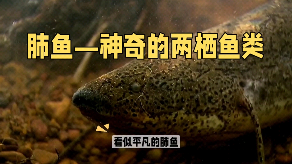 动物百科肺鱼:神奇的两栖鱼类