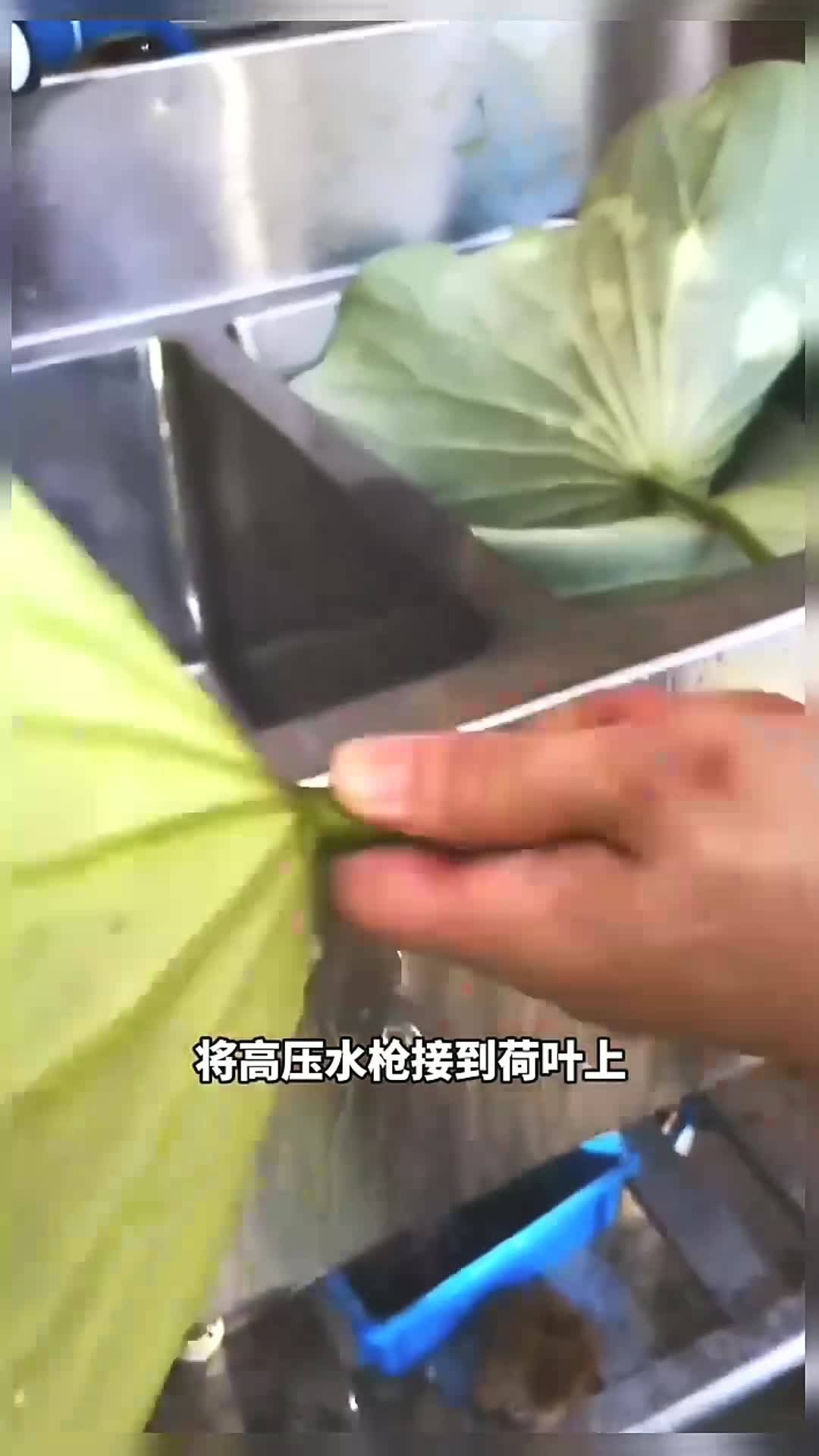 万万没想到,荷叶还有这功能!