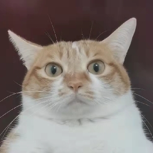 摸凹猫和割藕狗 