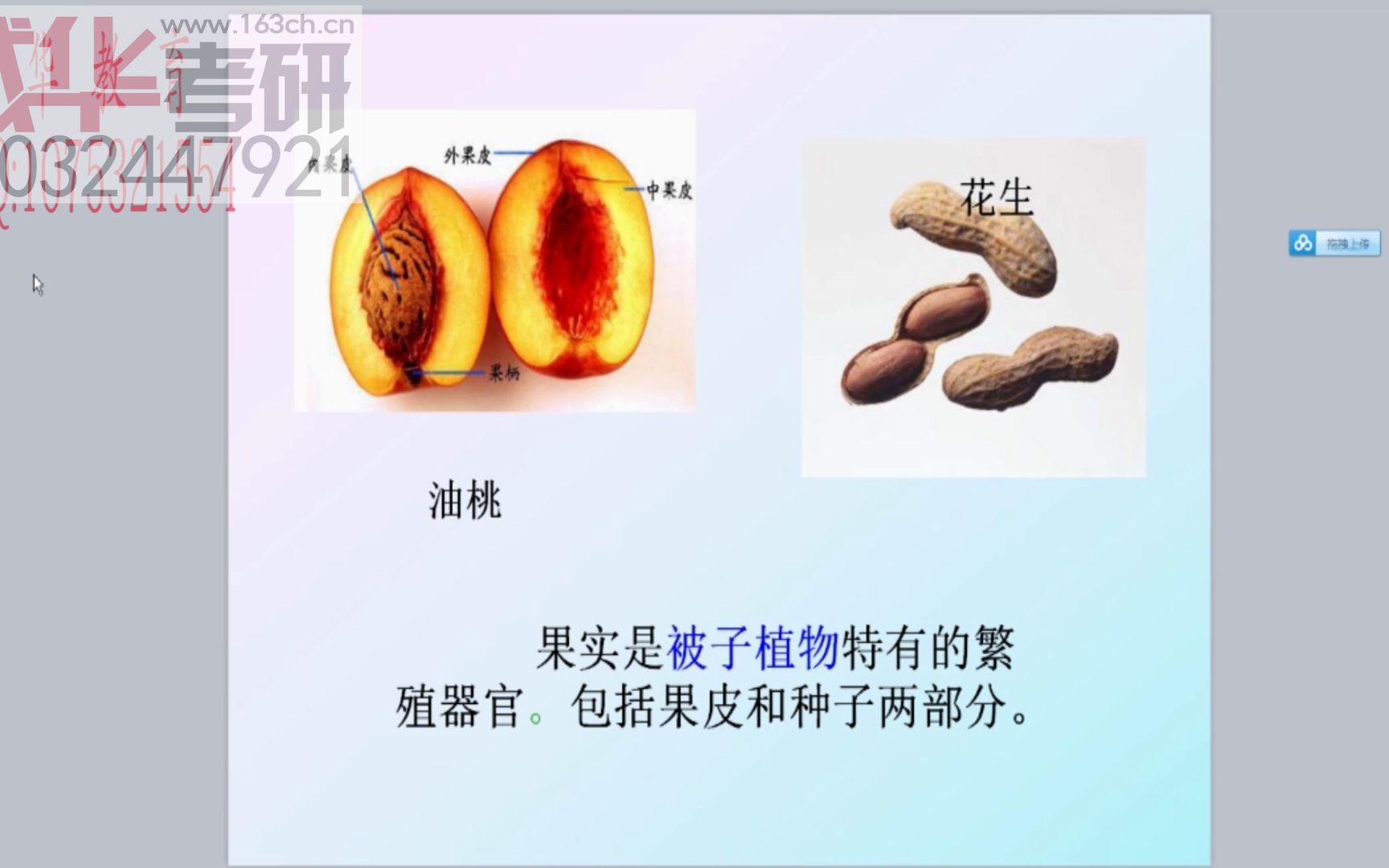 25植物学基础之果实的形态分类_1