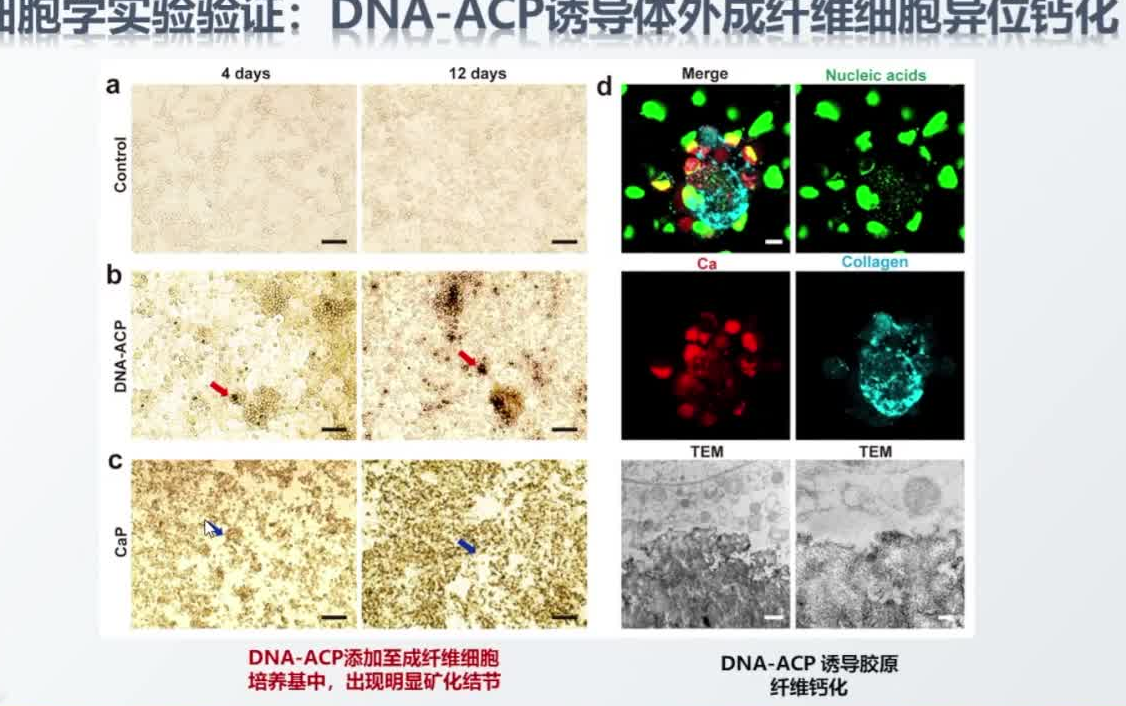 20220820-空军军医大学口腔医院牛丽娜-核酸稳定无定形磷酸钙介导...