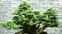 榕树盆景怎么修剪, 这些小技巧一定要掌握, 你的盆景绝对好看