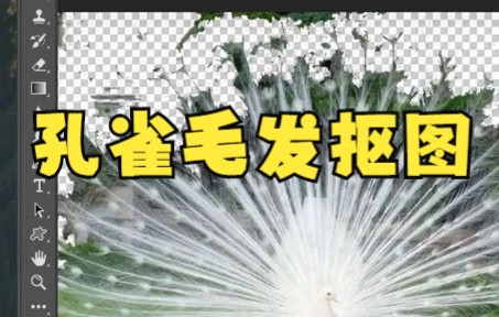 【ps抠图】教你如何抠复杂毛发动物!