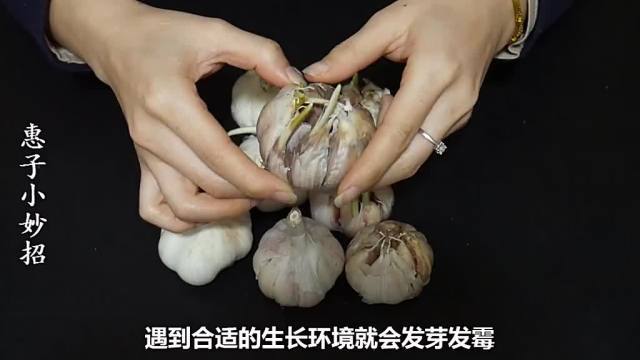 大蒜为什么容易发芽发霉?原来挑选大蒜时就错了,学到就是赚到