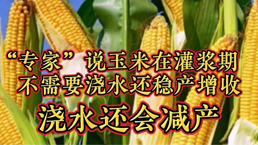 “专家”说玉米灌浆期不需要浇水还稳产增收,浇水还减产,你信吗