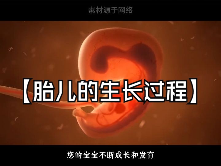 动画科普:孕前两个月胎儿的生长变化