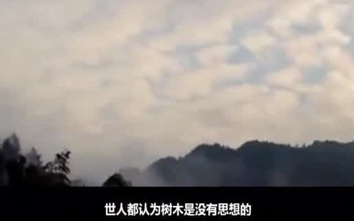 胆小勿看!千年白桦树的传说一