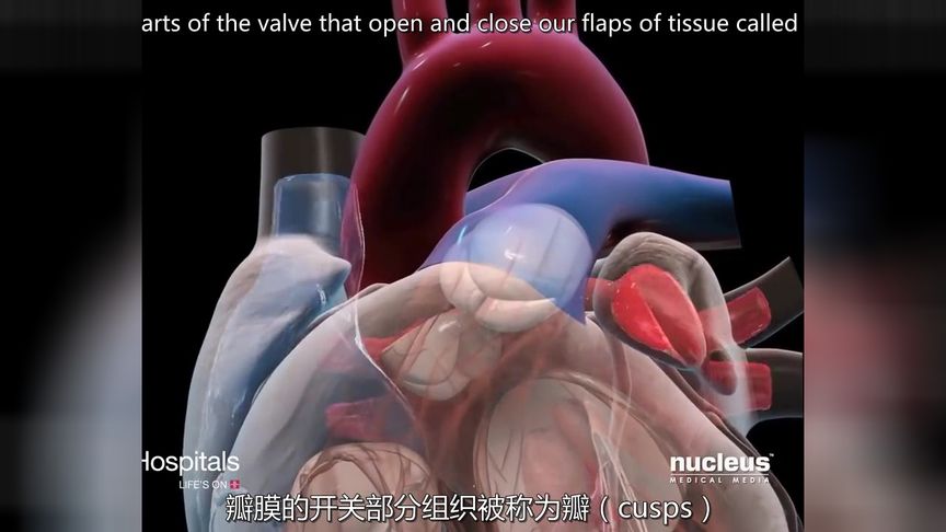「3D演示」主动脉瓣置换术
