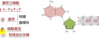 高一生物同步课程 必修一 分子与细胞 第38集 ATP的结构与名称