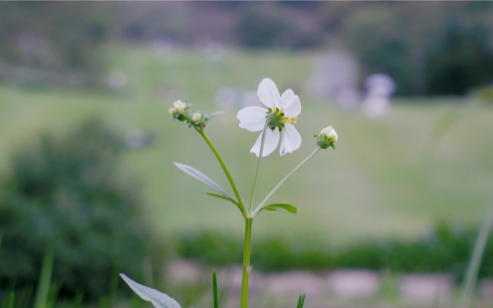 索尼ZV1防抖不行怎么办?打卡网红草地厦门上李水库