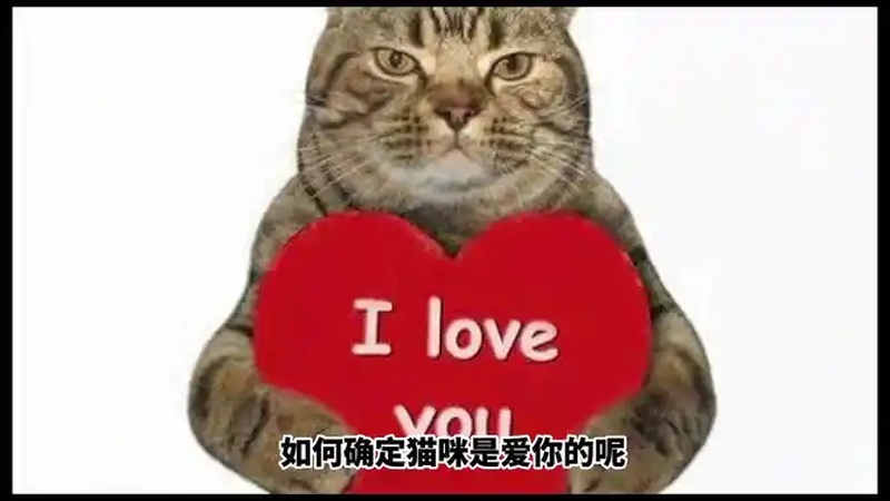 怎样确定猫咪是爱你的呢