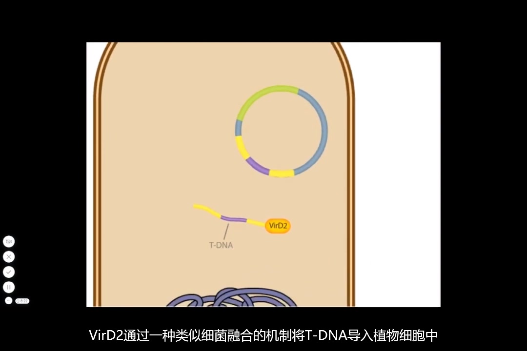 农杆菌转基因原理