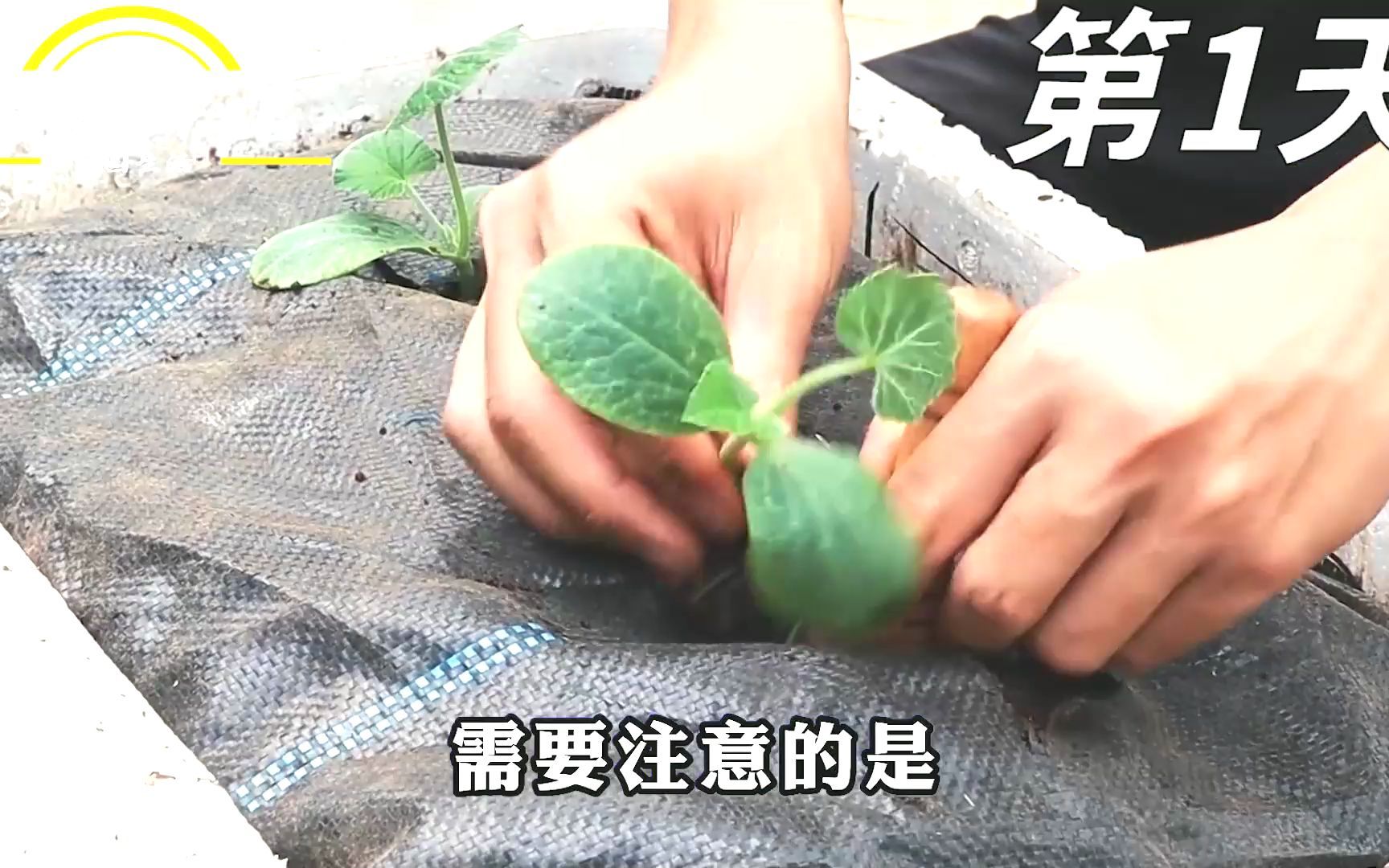 沉浸式种南瓜,记录64天从南瓜苗到南瓜的生长过程,超解压超有趣
