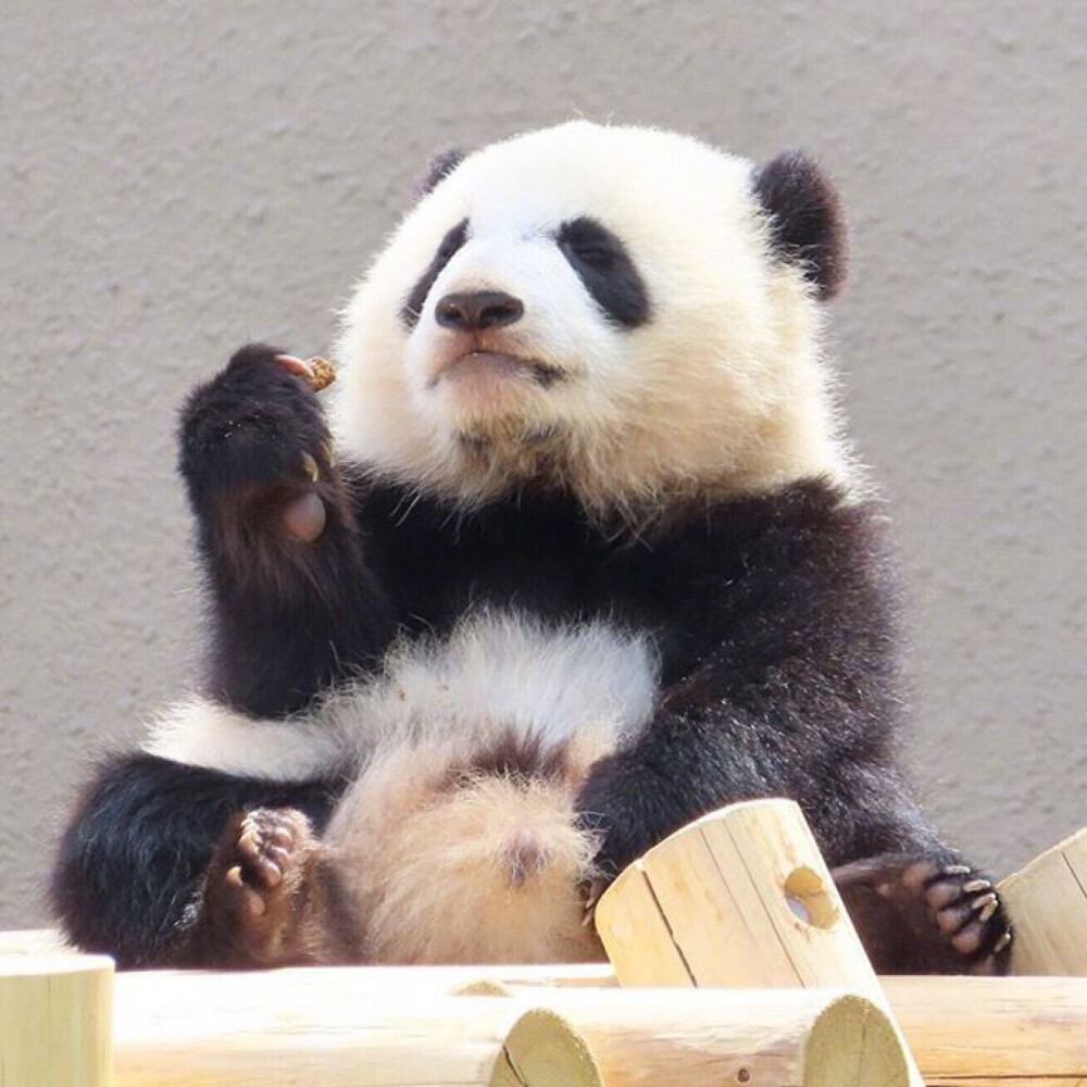 我的旺仔小馒头呢 