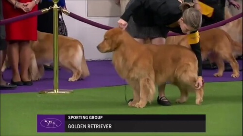 金毛比赛流程,静态展示及个审,动态展示,你看懂了吗?