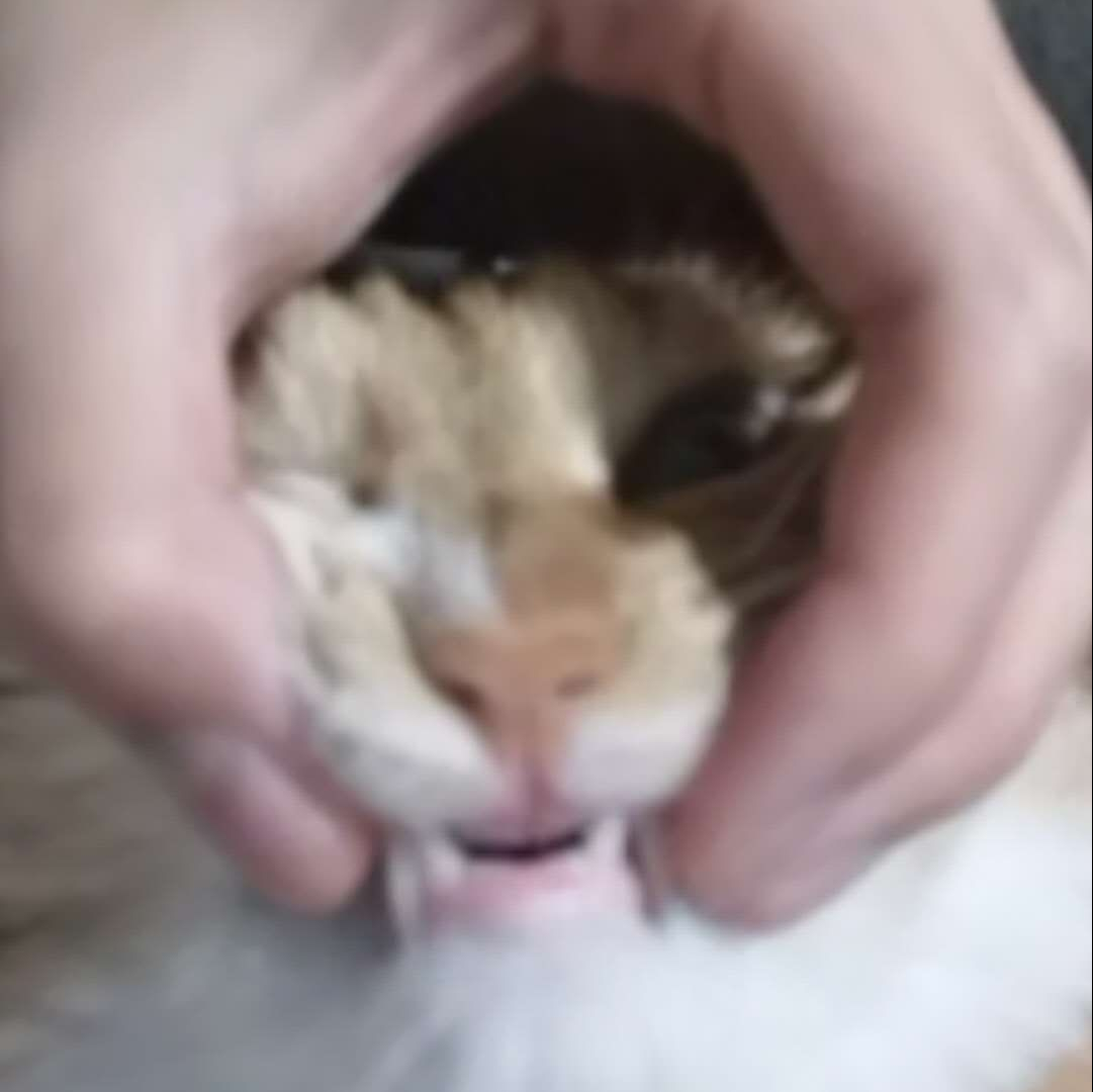 唇红齿白一小花 