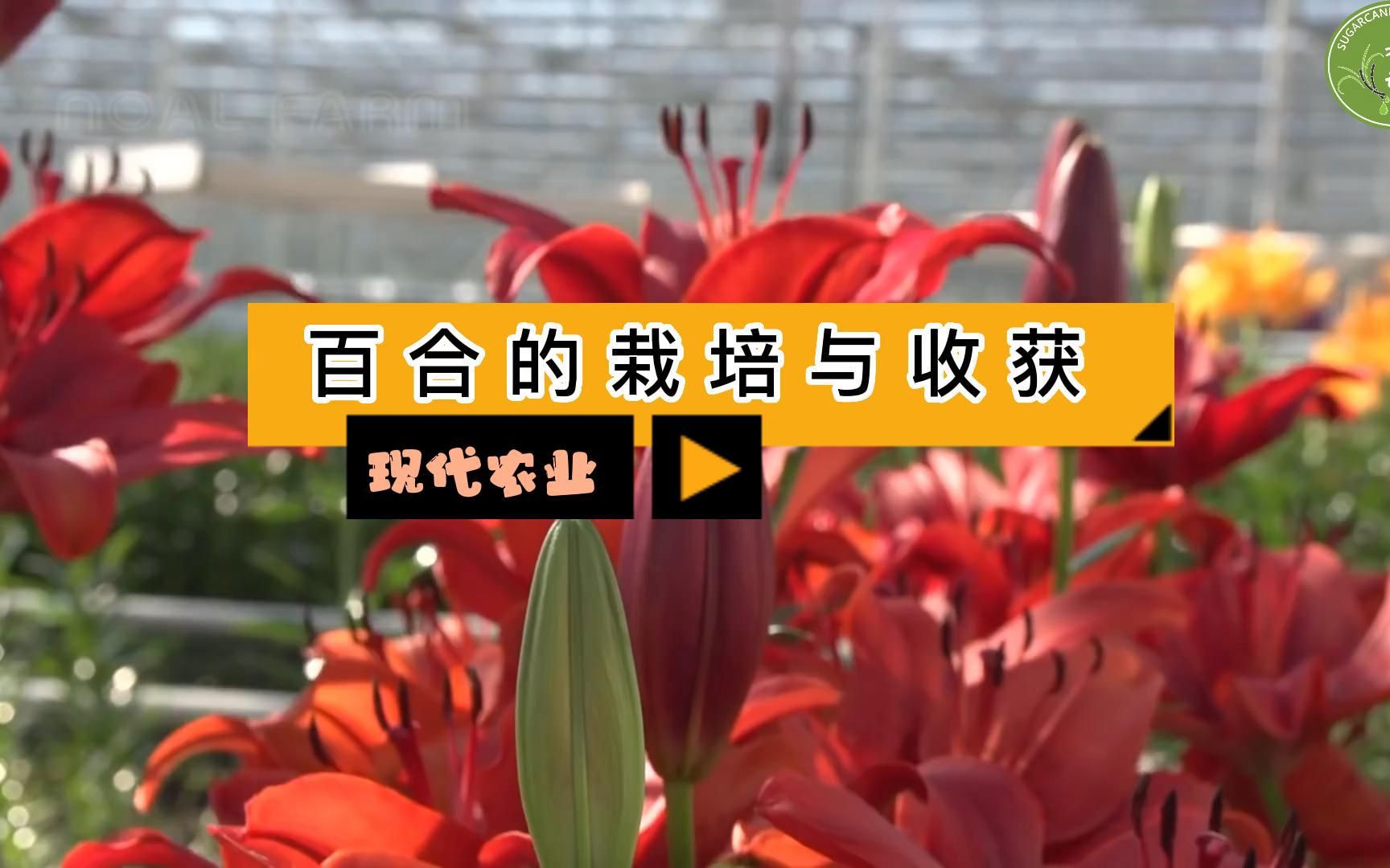 现代农业之——百合花的栽培、收获和加工(老王讲糖系列视频)