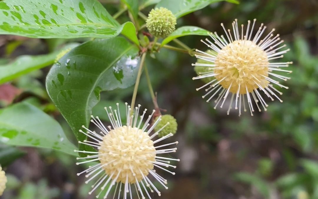 水团花也叫水杨梅,你知道它的用途吗?