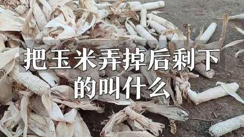 玉米芯别扔!原来它才是隐藏的宝贝