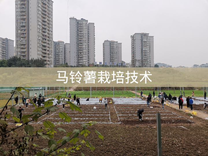 马铃薯栽培技术【合集-精简版】
