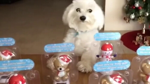 动物模仿人类,狗狗做瑜伽,骑单车,猩猩打乒乓球,场面一度失控