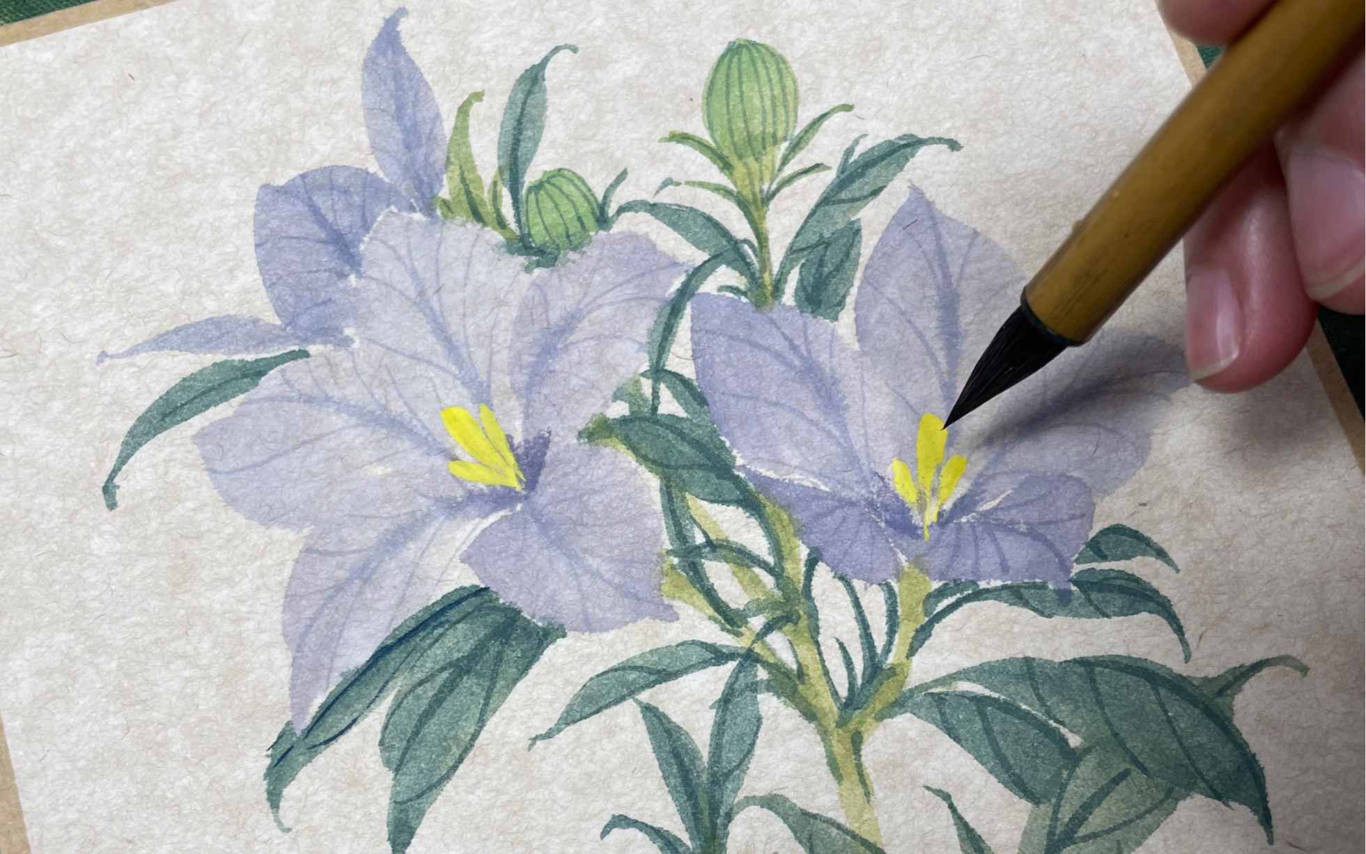 国画小写意:桔梗花