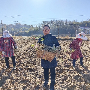 专业艾灸师王老师 