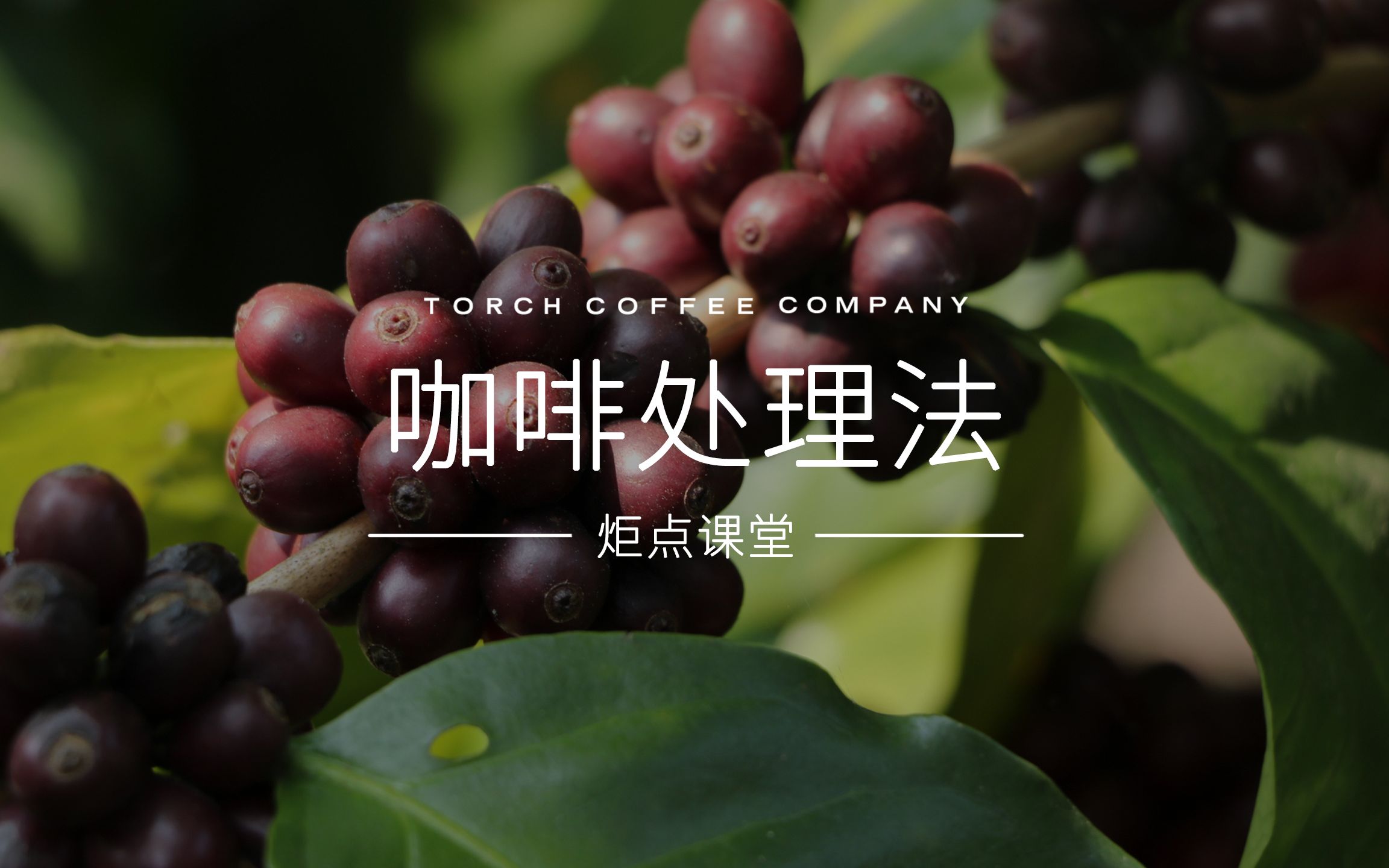 咖啡处理法对风味的影响:如何区分水洗、日晒、蜜处理?
