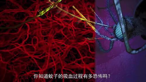 你知道蚊子是如何传播病菌的吗?