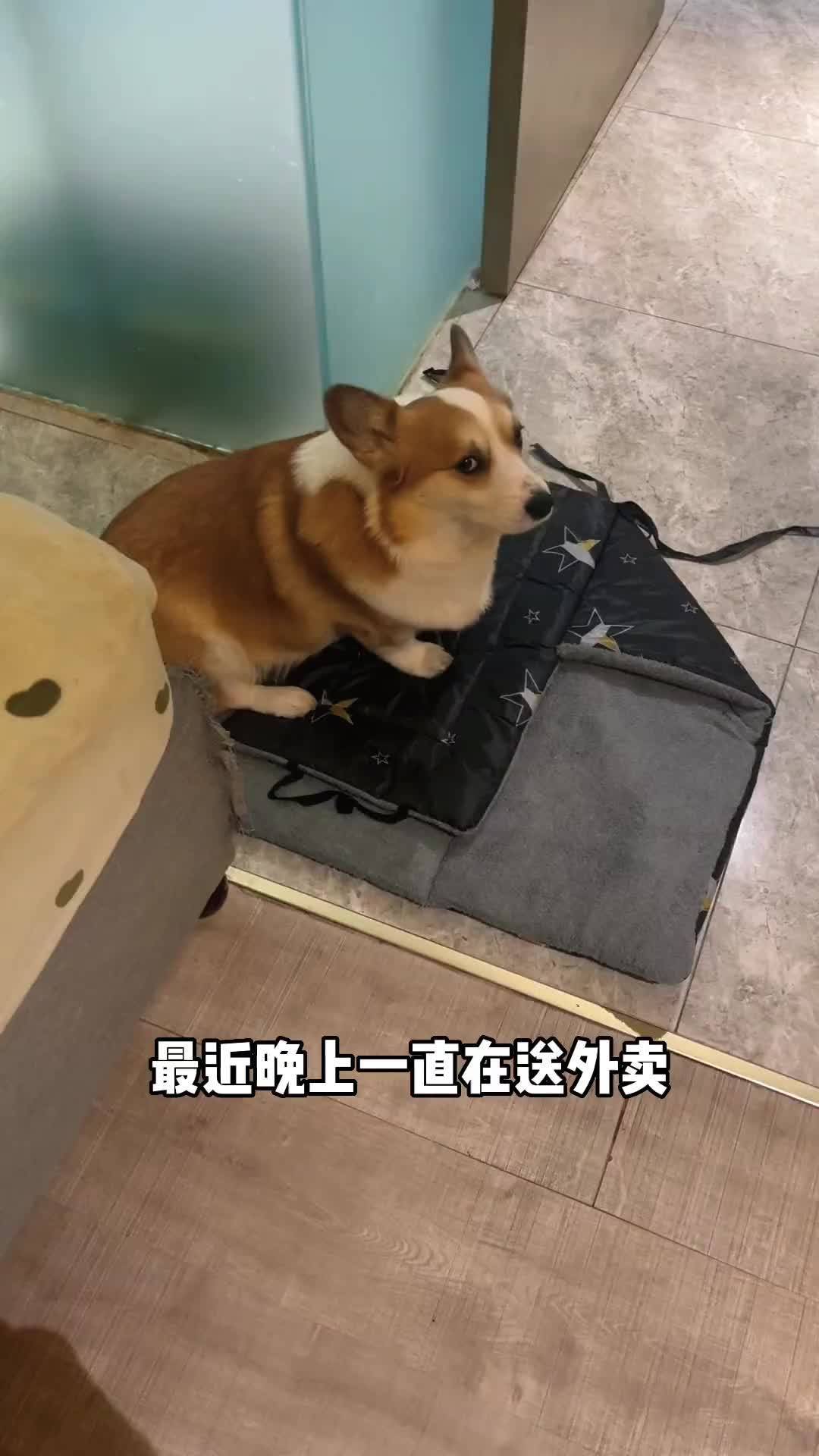 有个狗当大哥也蛮不错的!