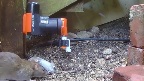 不可思议的新型捕鼠器,一个脑瓜崩就能消灭老鼠,长见识了