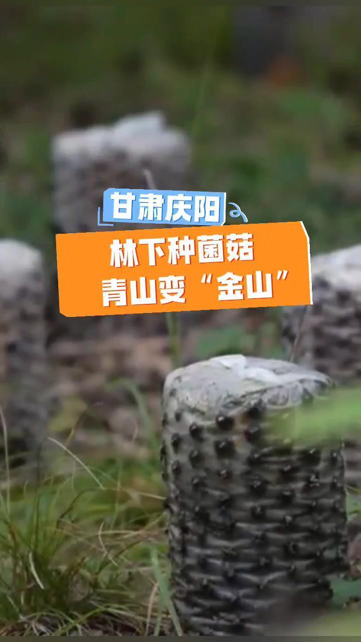 ...金山"】近年来,庆阳市利用子午岭林区森林覆盖度大、林地湿度大,适...