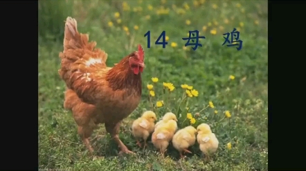 四年级下册《母鸡》部编版统编版小学语文备课资料,有配套ppt课件...