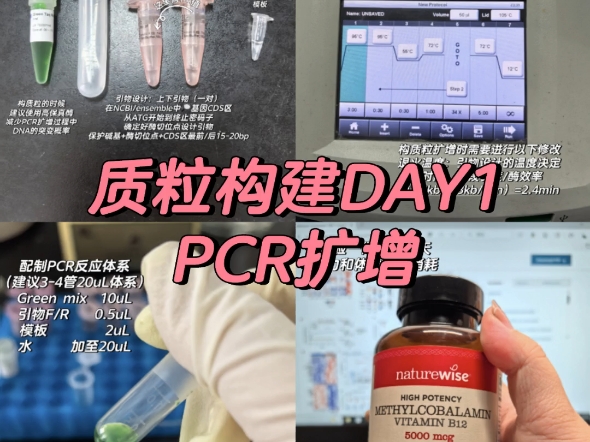 质粒构建之PCR扩增(全流程+PCR步骤调整✅