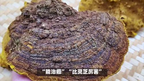 桑黄别乱吃!肝不好炎症反复,用对这3招身体变化看得见