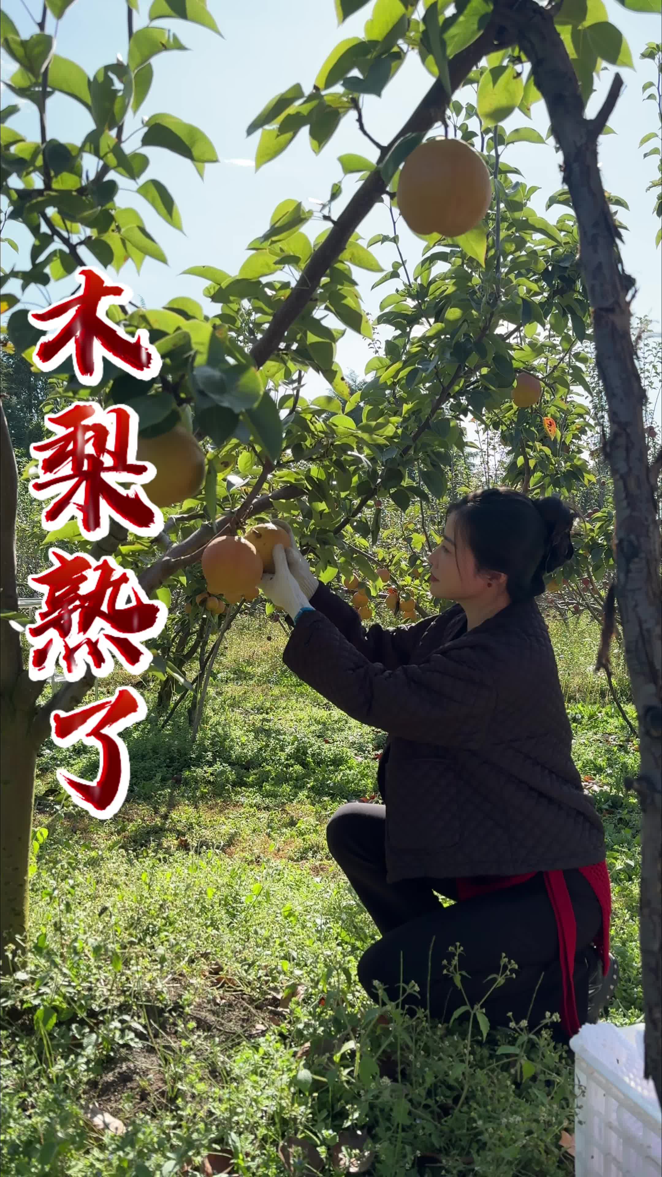 生长280天的“高原红”木梨 甜度达15-17.2,水份一个达83.2%,一颗约...