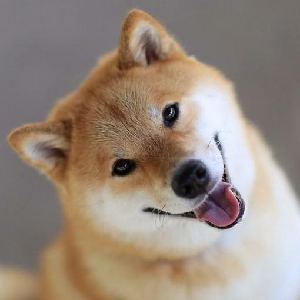 哈哈很久 