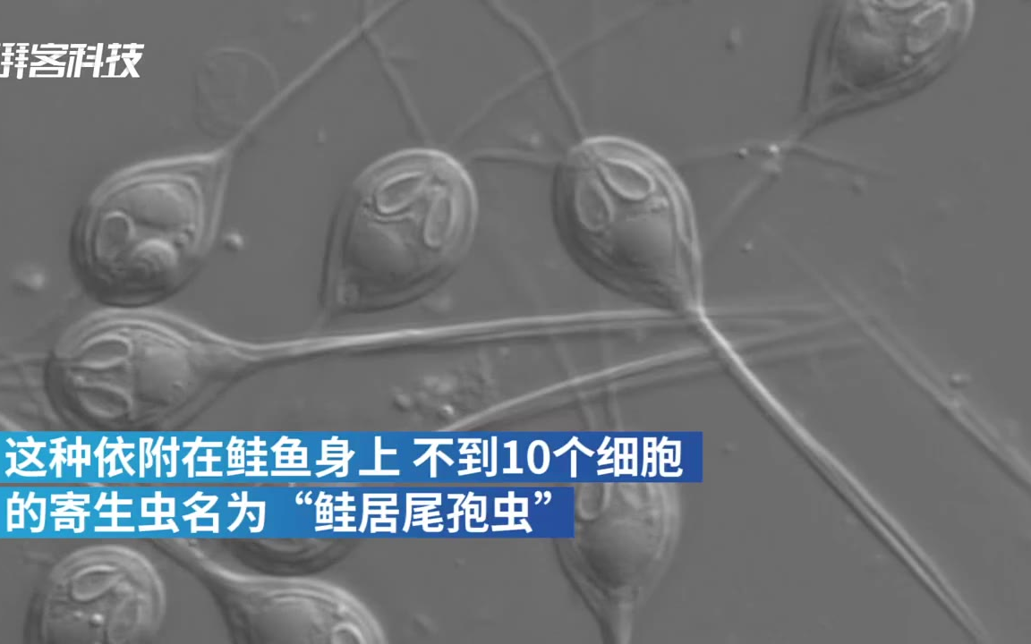 神奇!以色列科学家称发现首个不呼吸动物