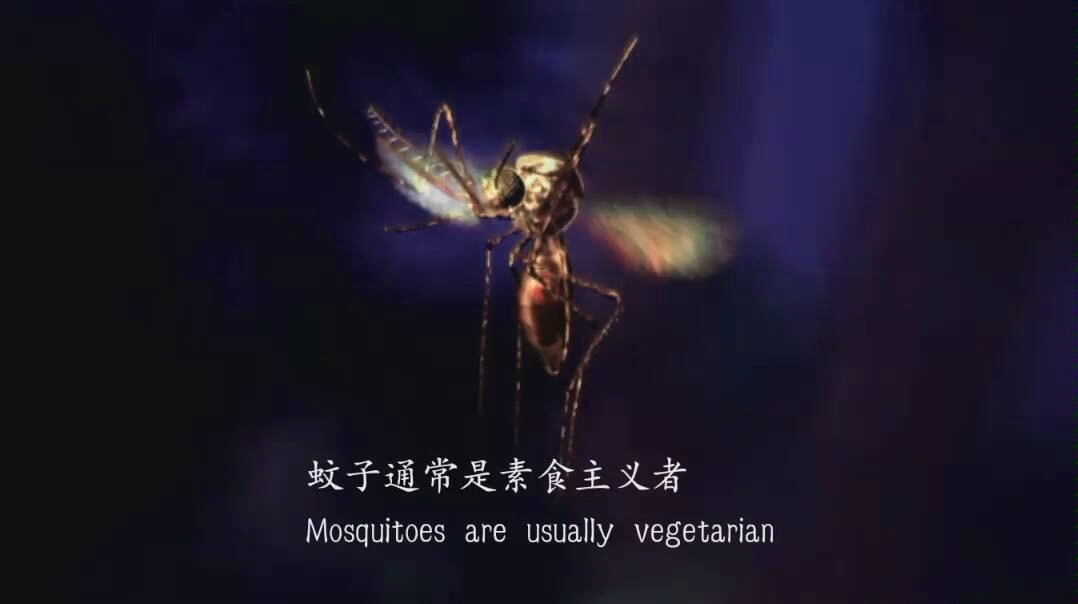 疟疾是如何通过蚊子传播的