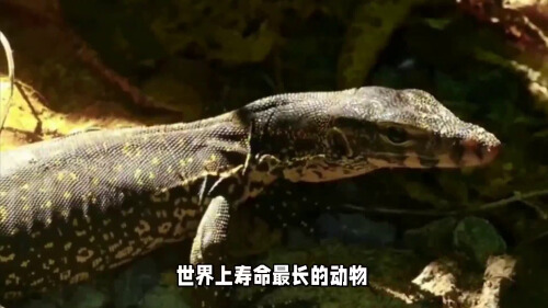 世界上寿命最长的动物,最后一个既然能达到永生