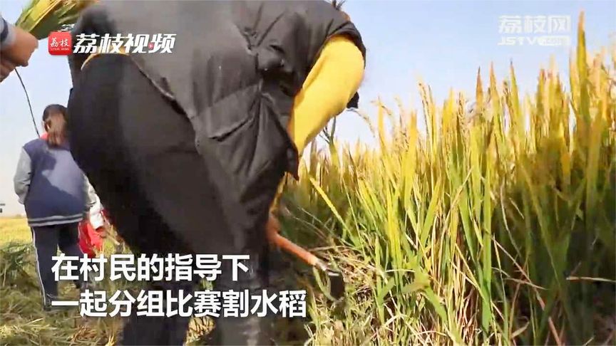 江苏一小学劳动实践课下乡割水稻体验生活：感受粮食来之不易！