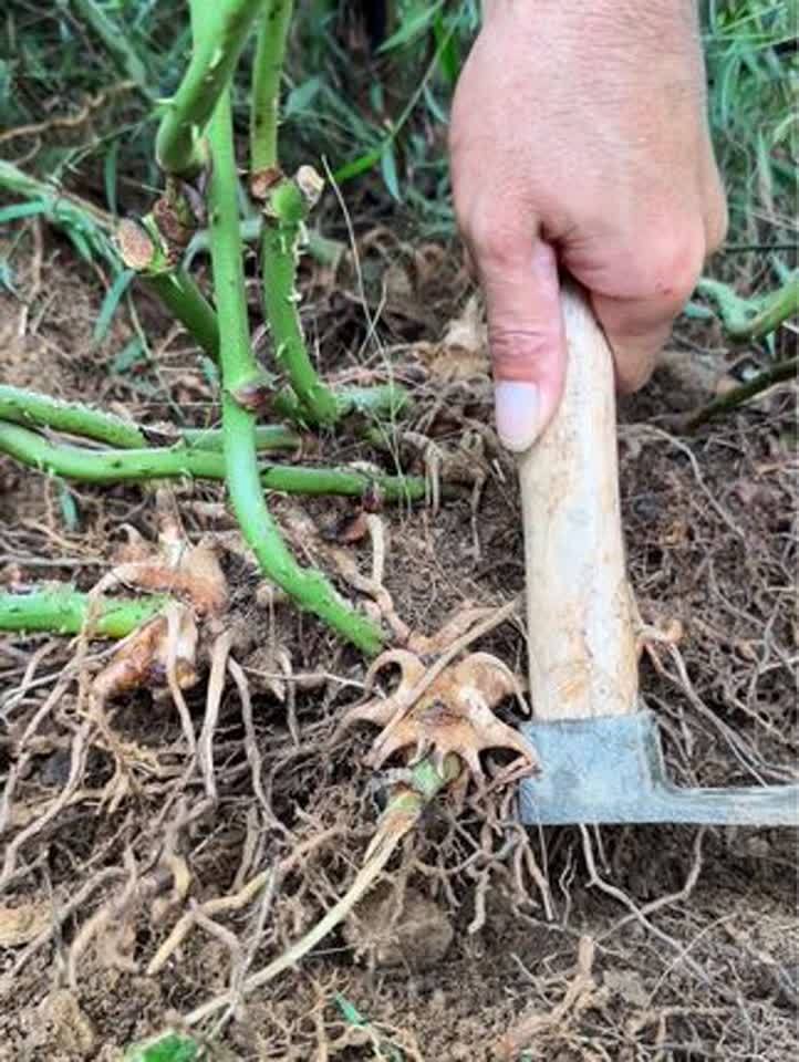 金刚藤是菝葜属植物,农村人采挖它的坚硬根块,你认识吗?#来广东百千万