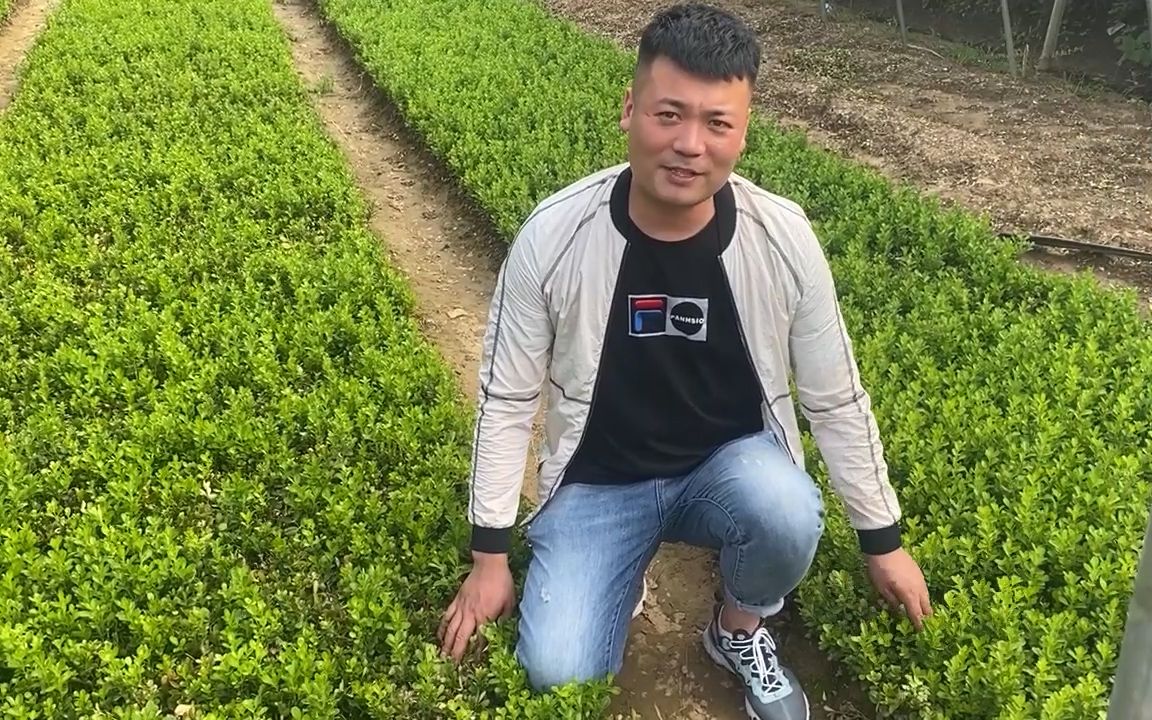 小叶黄杨苗 黄杨幼苗床苗 苗圃栽植 园林入圃用苗 瓜子黄杨小苗